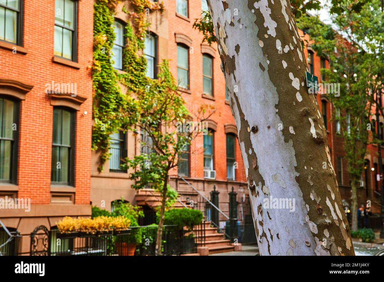 View by tree looking down Greenwich Village street in New York City ...