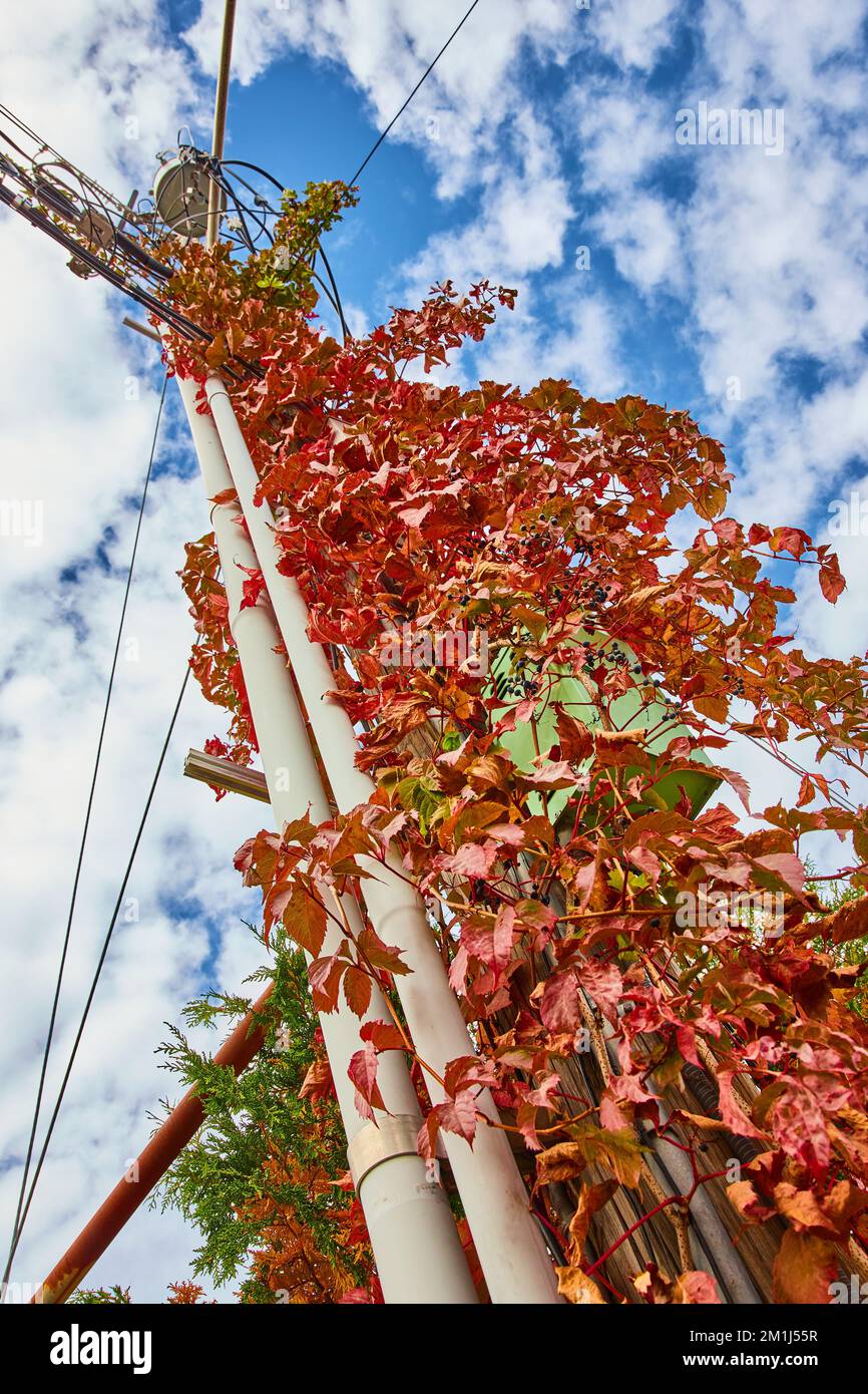 Red vines grow up and take over wood telephone pole viewed from below ...