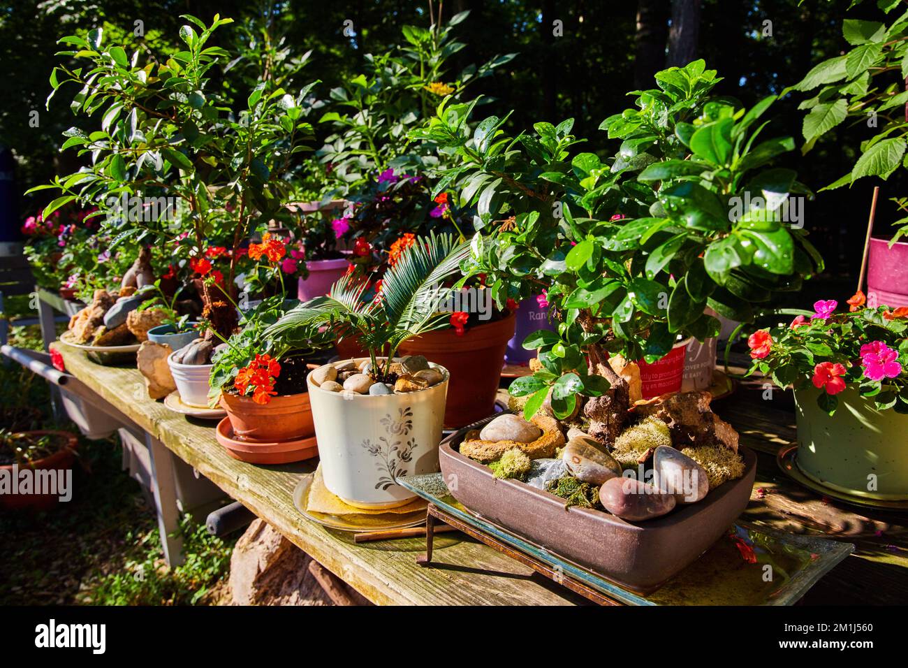 Table covered in rustic zen garden plants in pots Stock Photo - Alamy
