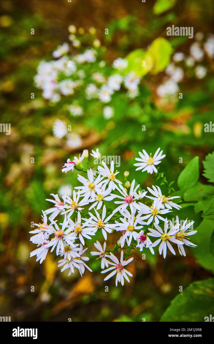 Detail of small white flowers in warm light with soft background Stock ...