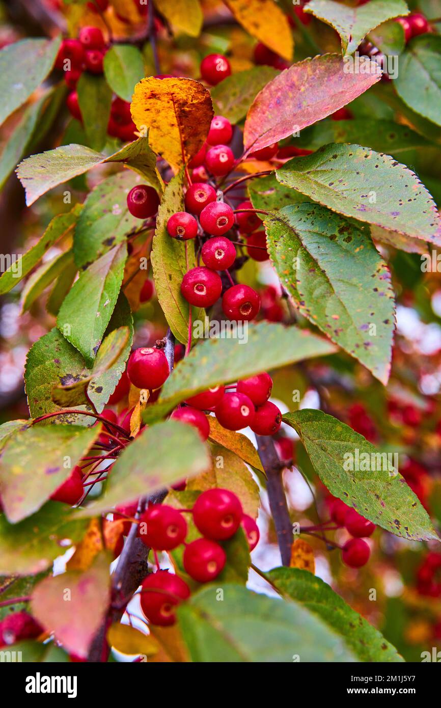 Up close to fall tree branch covered in small red berries Stock Photo ...