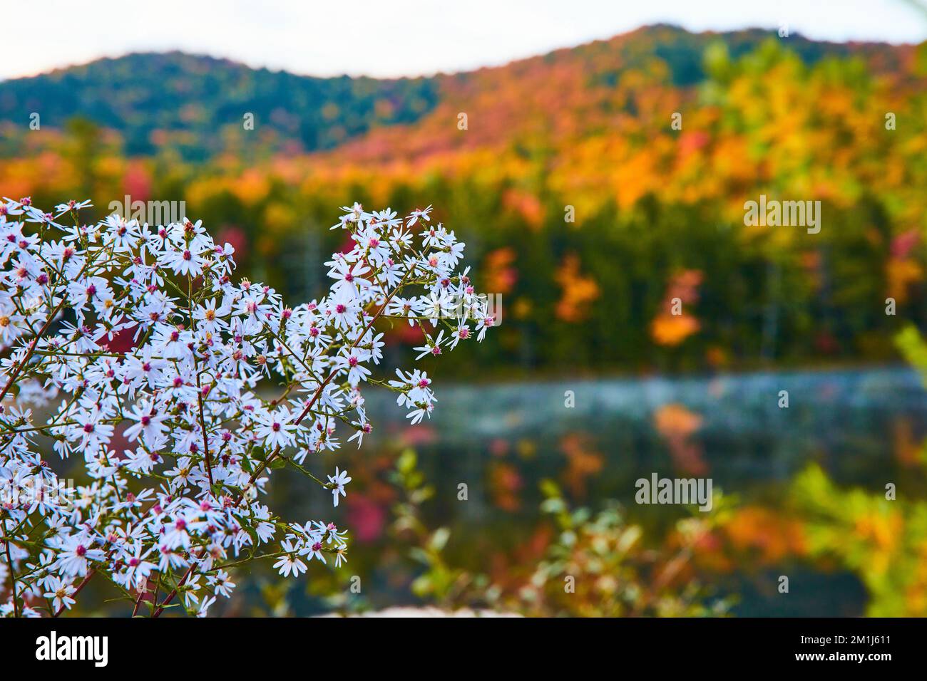 Lavender lake new york hi-res stock photography and images - Alamy