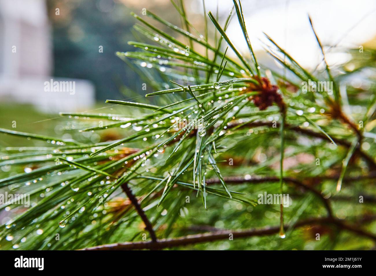 Pine tree needles with small drops of morning dew Stock Photo - Alamy