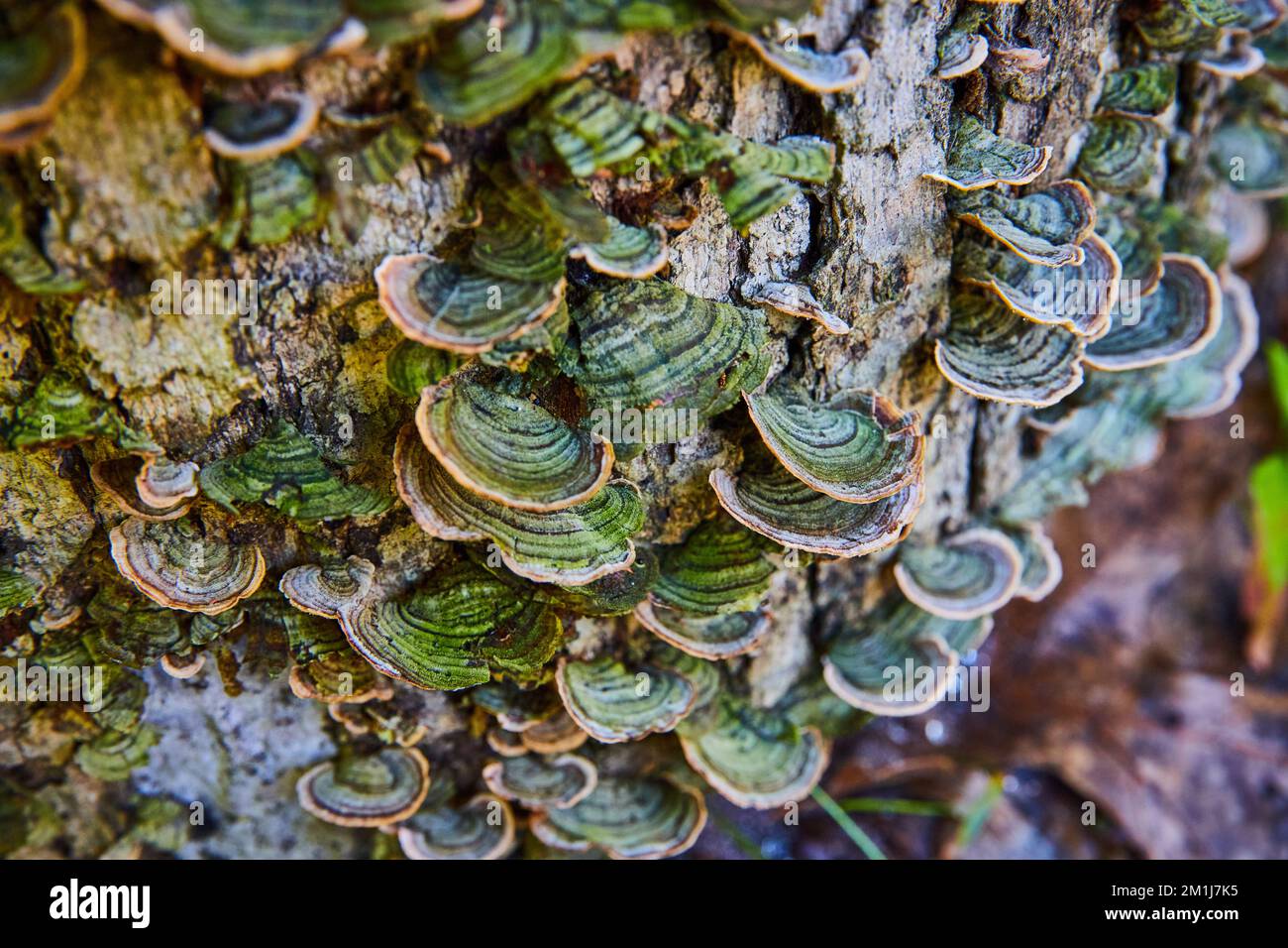 Mushrooms and green fungi details on old log Stock Photo - Alamy