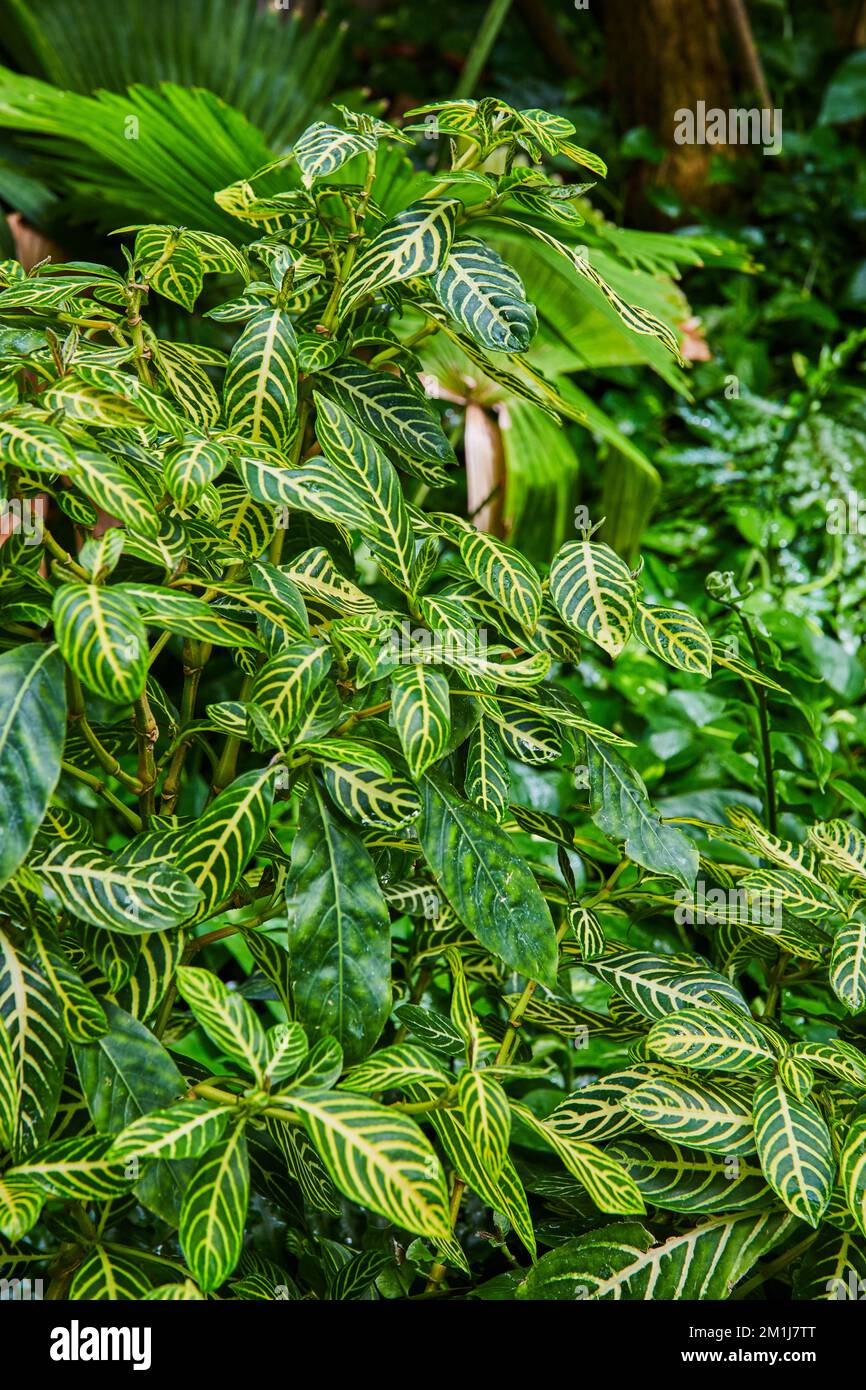 Up close on rainforest ground plants with stripped leaves Stock Photo ...