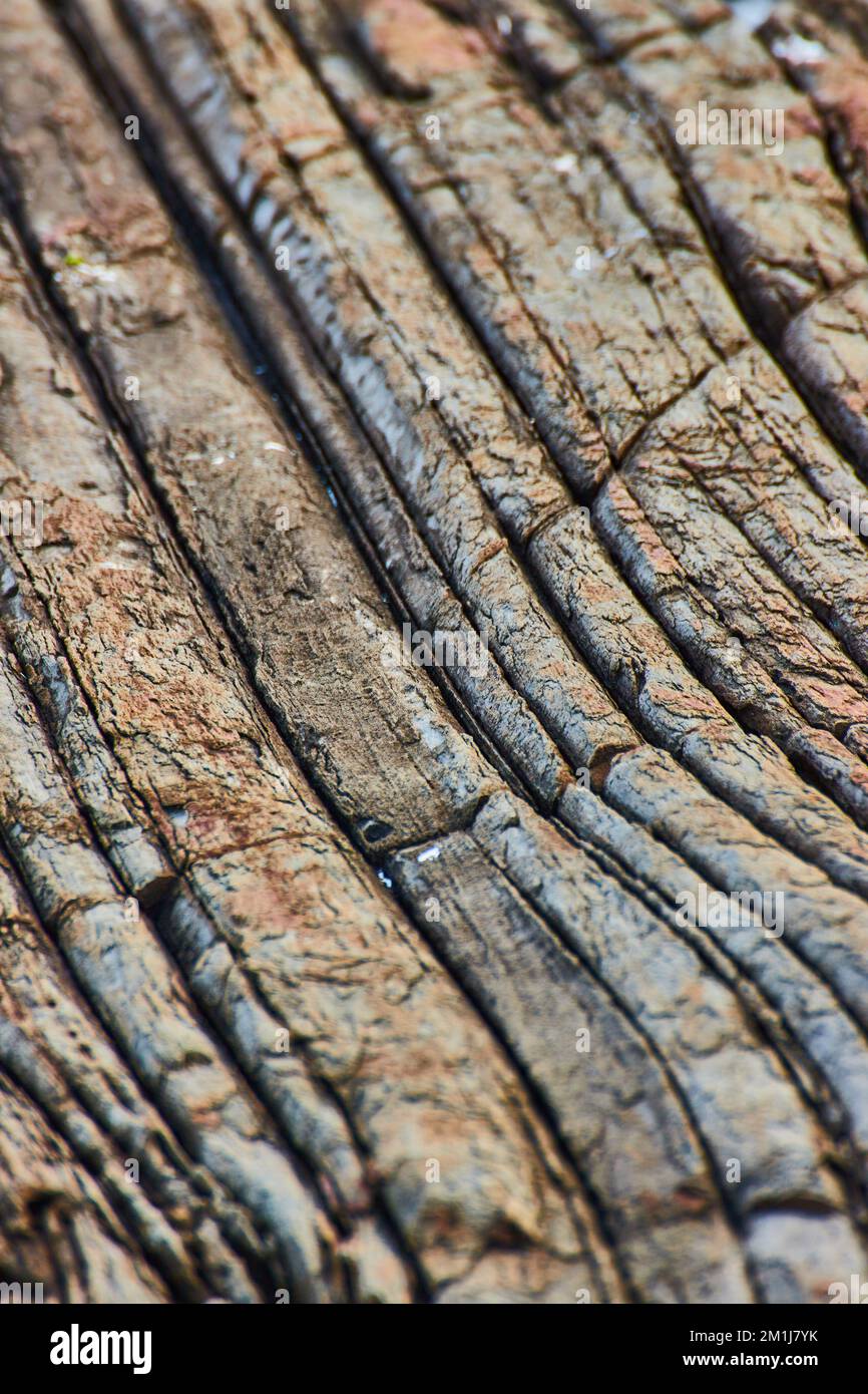 Detail texture of layered rocky coast in Maine like petrified wood ...