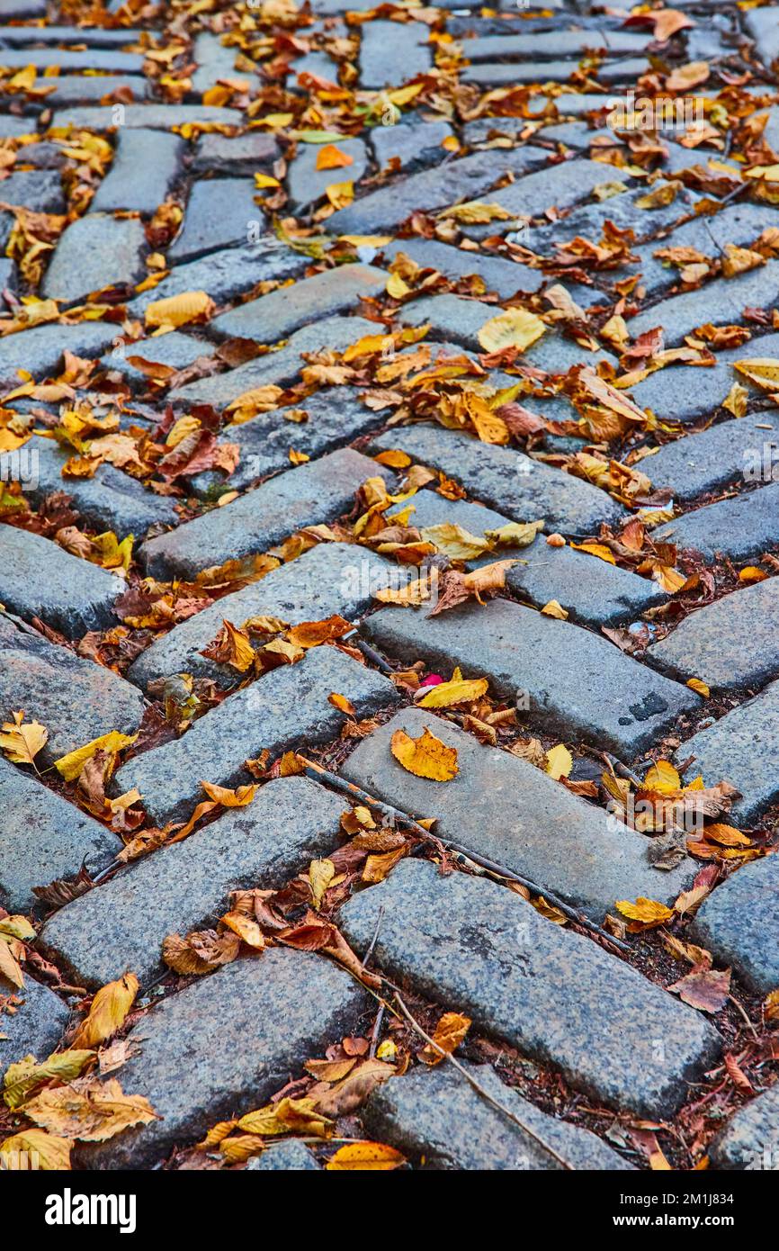 Walkway with pattern of bricks and gaps filled with fall leaves Stock ...