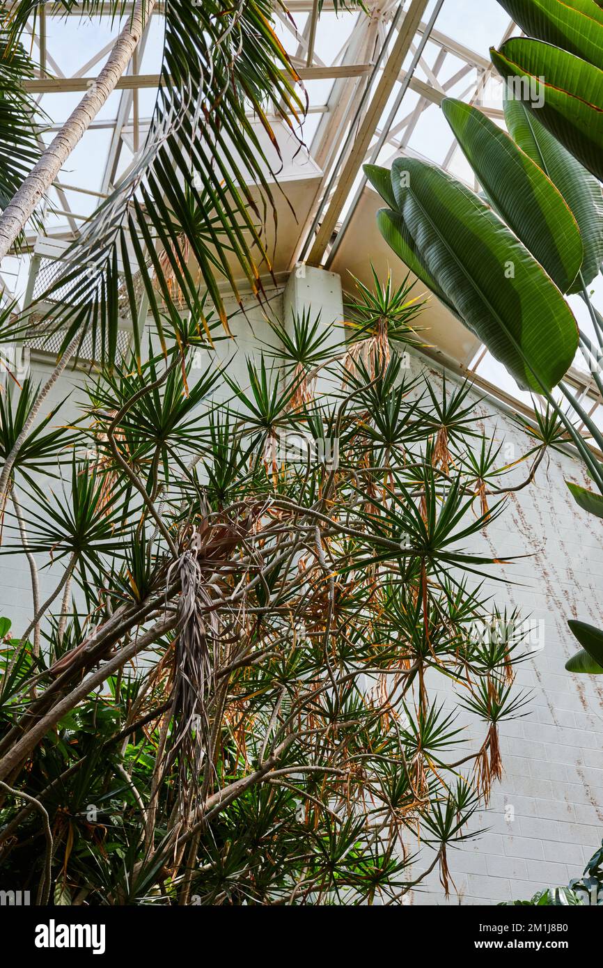 Looking up at rainforest botanical gardens with cactus and glass ...
