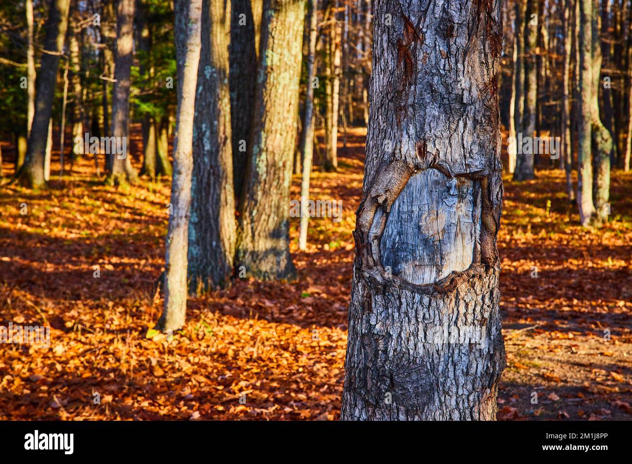Bark covering ground hi-res stock photography and images - Alamy