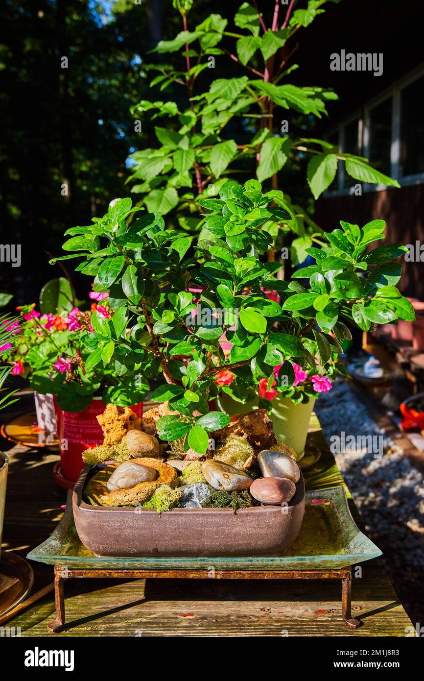 Zen plants in pots in rustic garden Stock Photo - Alamy