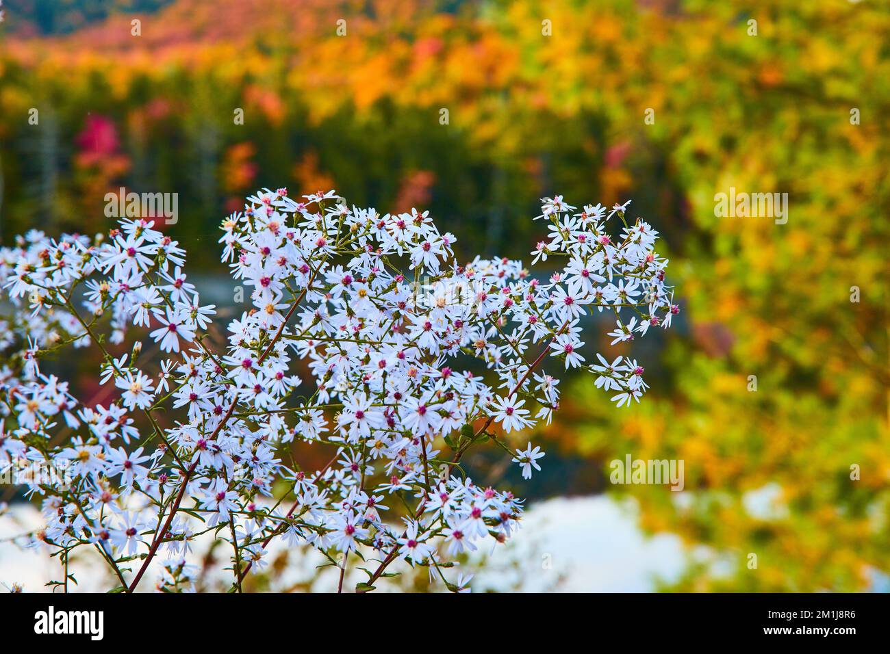 Detail of white and pink flower cluster with soft fall color forests in ...