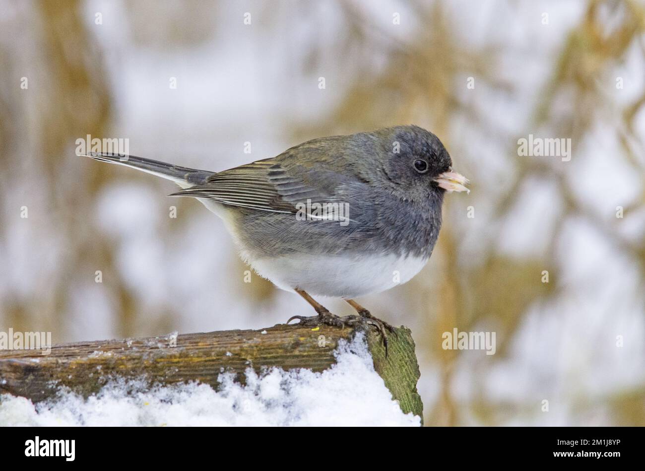 Darkeyedjunco hi-res stock photography and images - Alamy