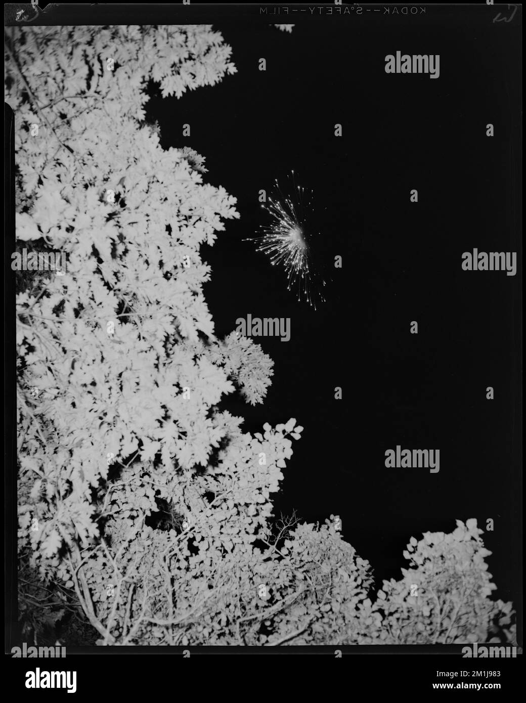 4th of July fire-worked , Trees, Fireworks. Leon Abdalian Collection ...