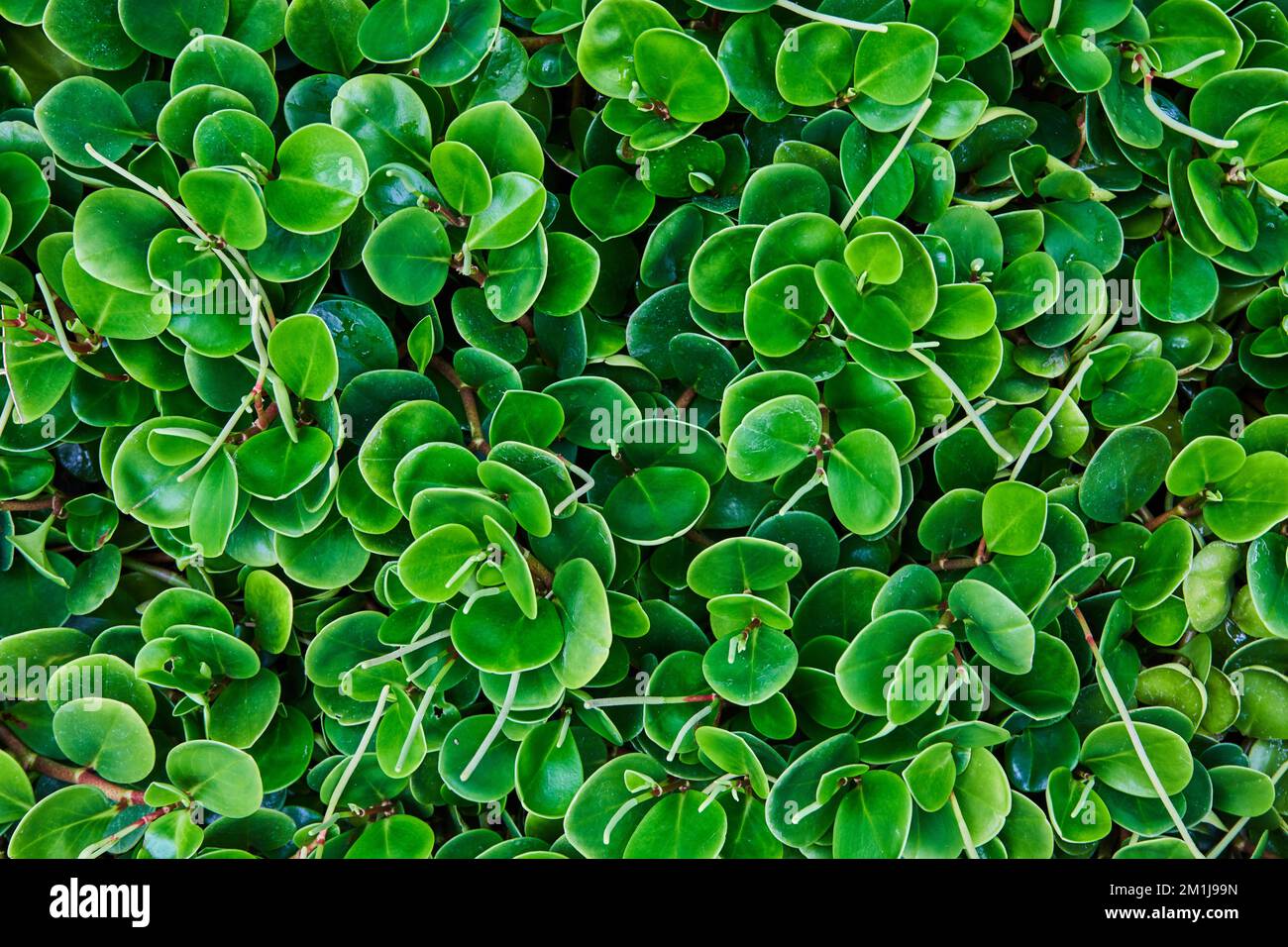 Detail wall of green plants in rainforest garden round leaves Stock ...