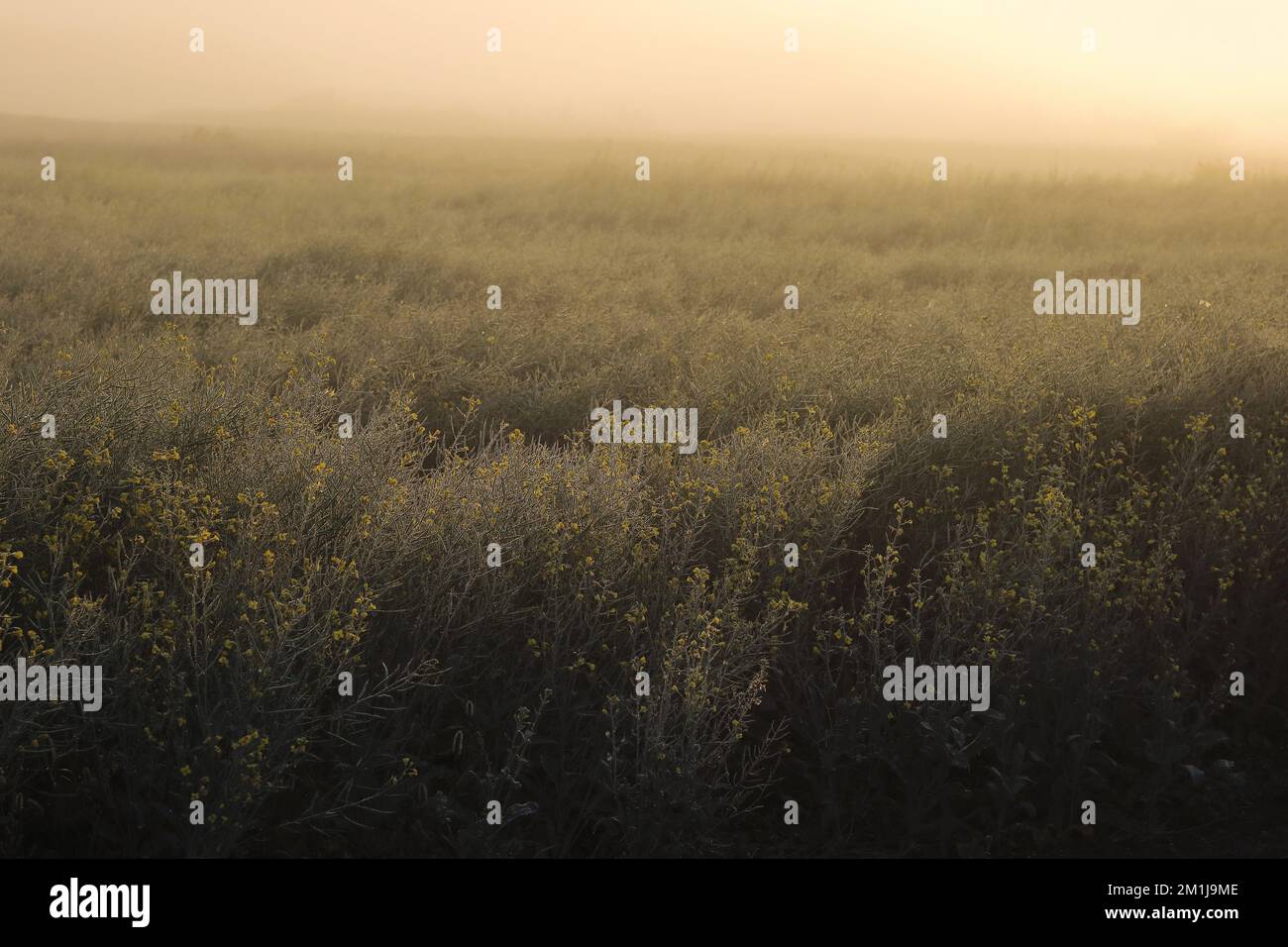 Misty field of flowers hi-res stock photography and images - Alamy