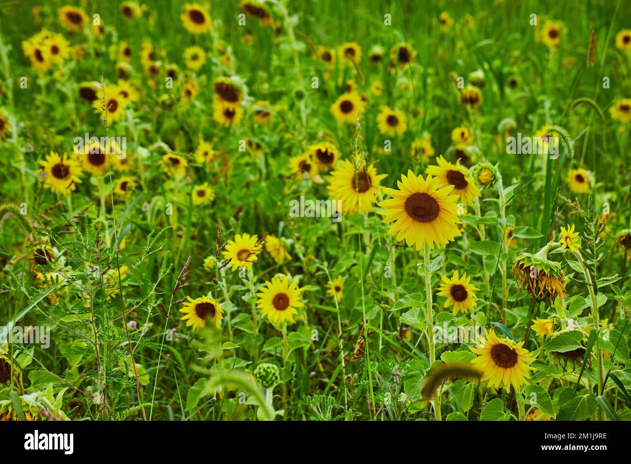 Large field of endless sunflowers in summer Stock Photo - Alamy