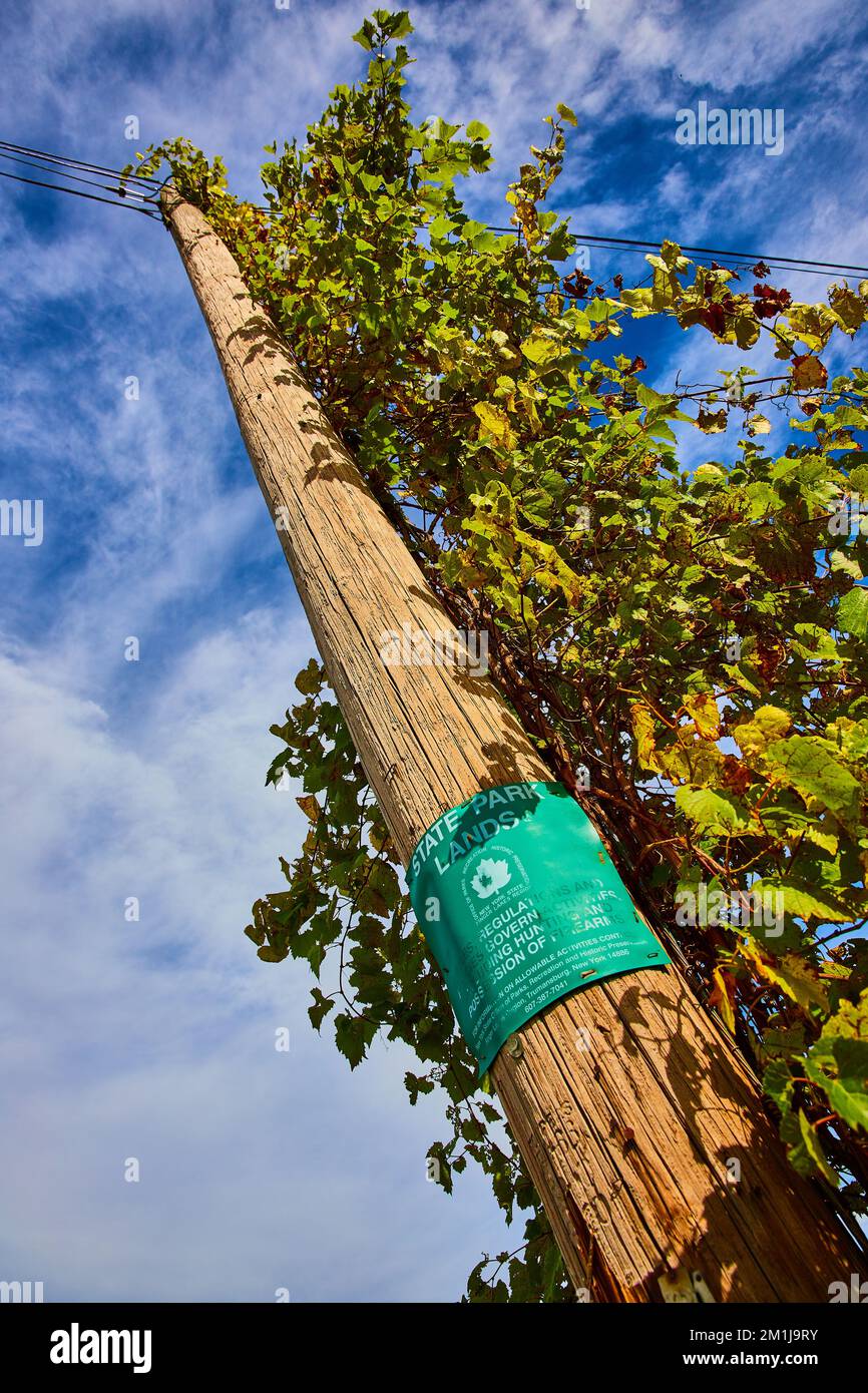 Vascular pole hi-res stock photography and images - Alamy