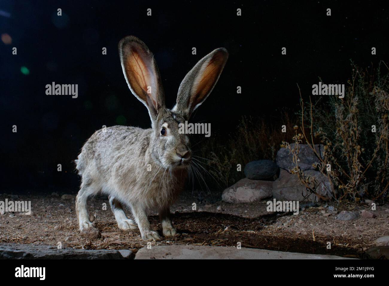 Black tailed jackrabbit mexico hi-res stock photography and images - Alamy