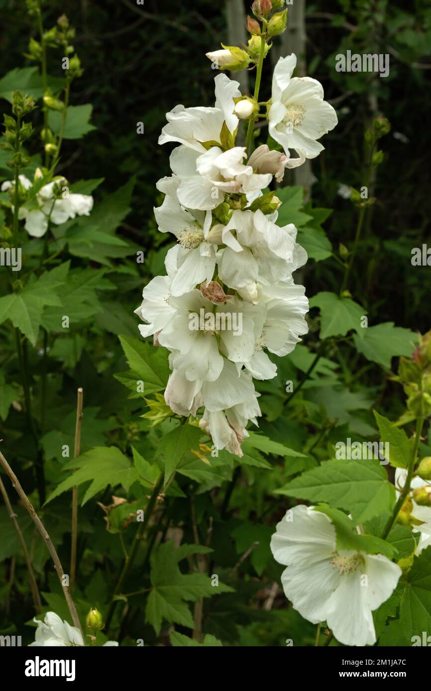 White wild hollyhocks (Iliamna rivularis) found near Blue Mesa ...