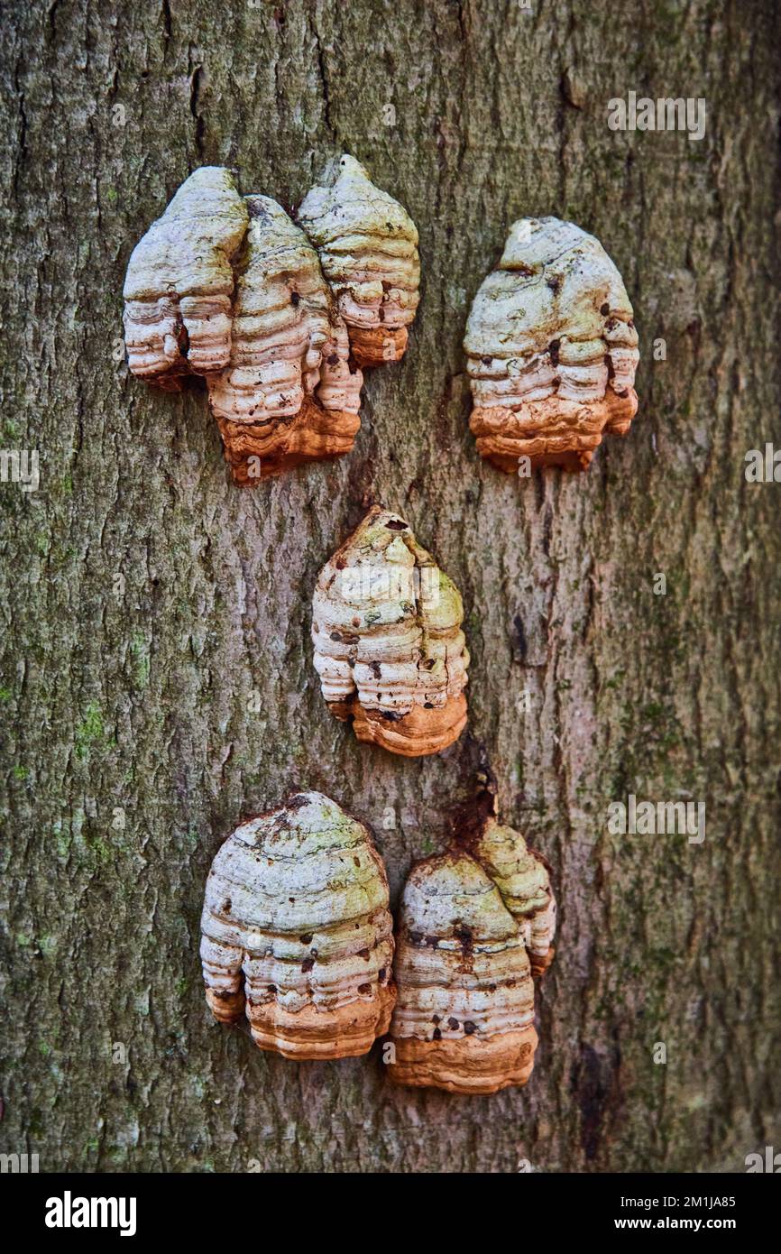 Straight view of tree with clusters of white fungi mushrooms Stock ...
