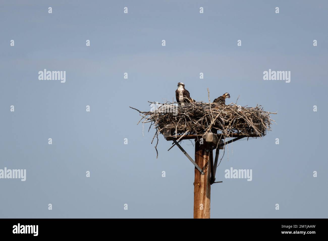 Riverhawk hi-res stock photography and images - Alamy