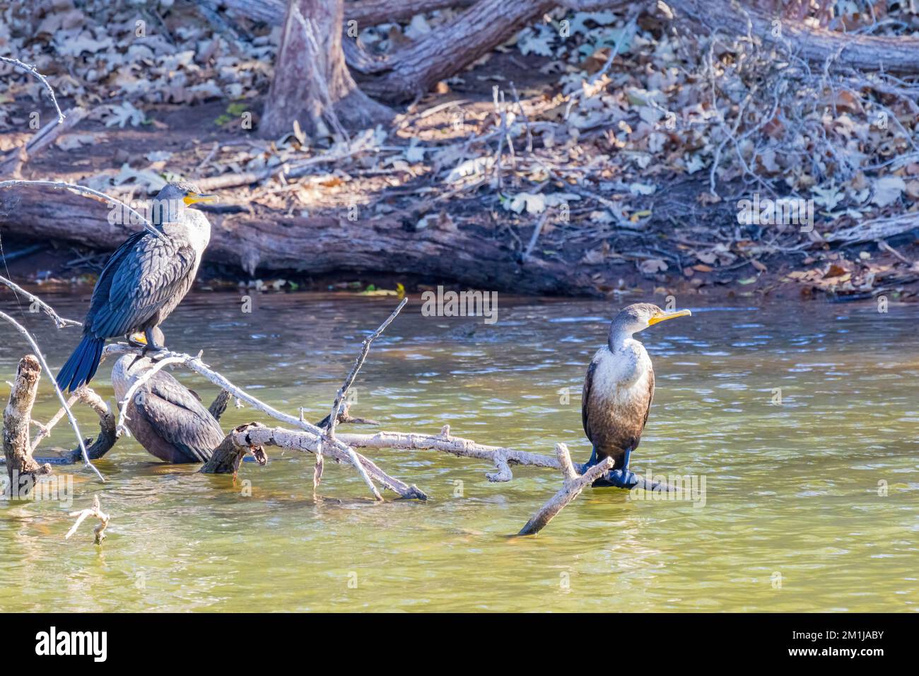 Close double crested cormorant hi-res stock photography and images - Alamy