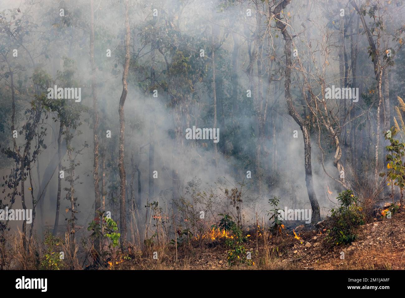 Forest fire smoke in northern Thailand Stock Photo - Alamy