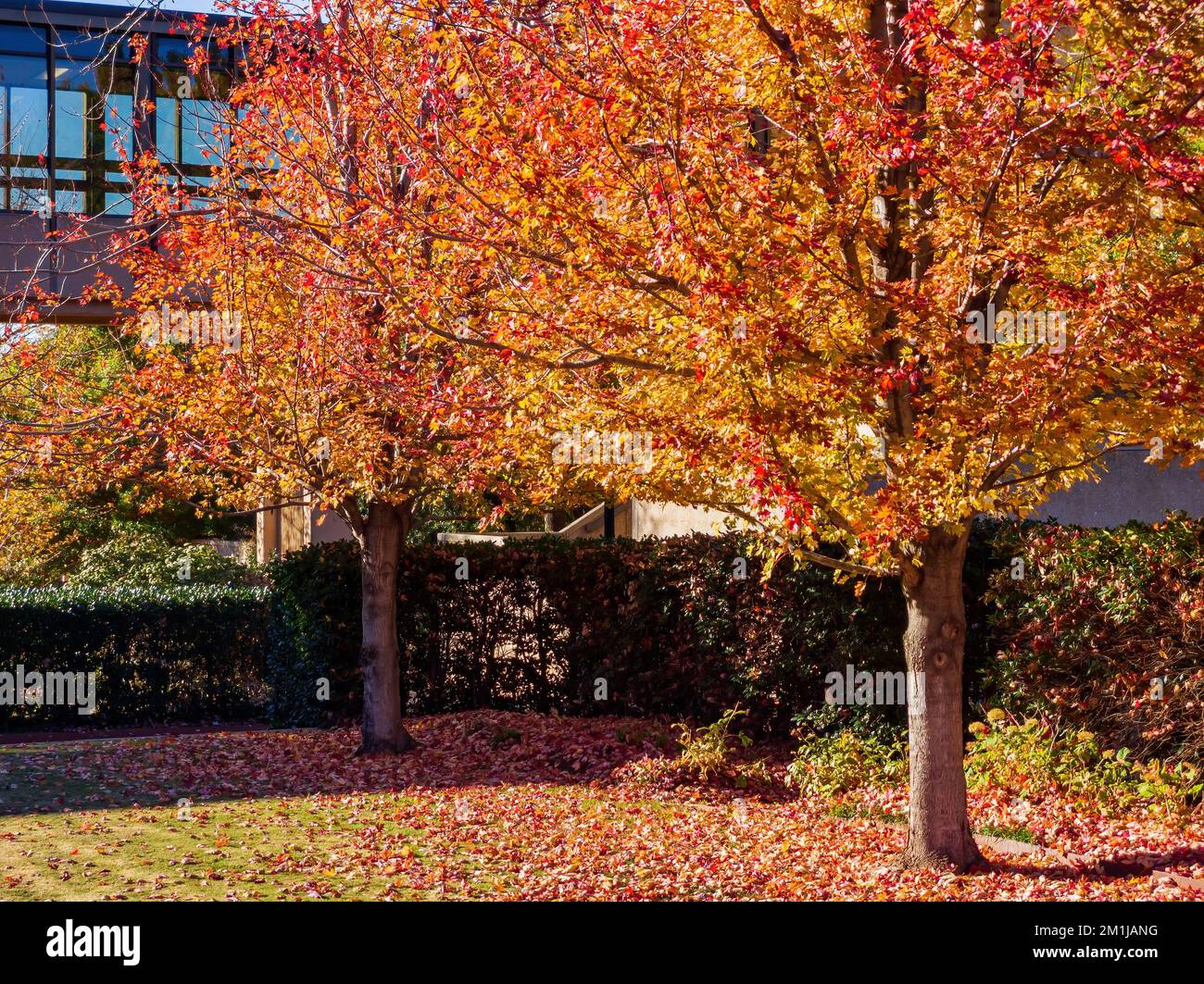 University of oklahoma health sciences center hi-res stock photography ...