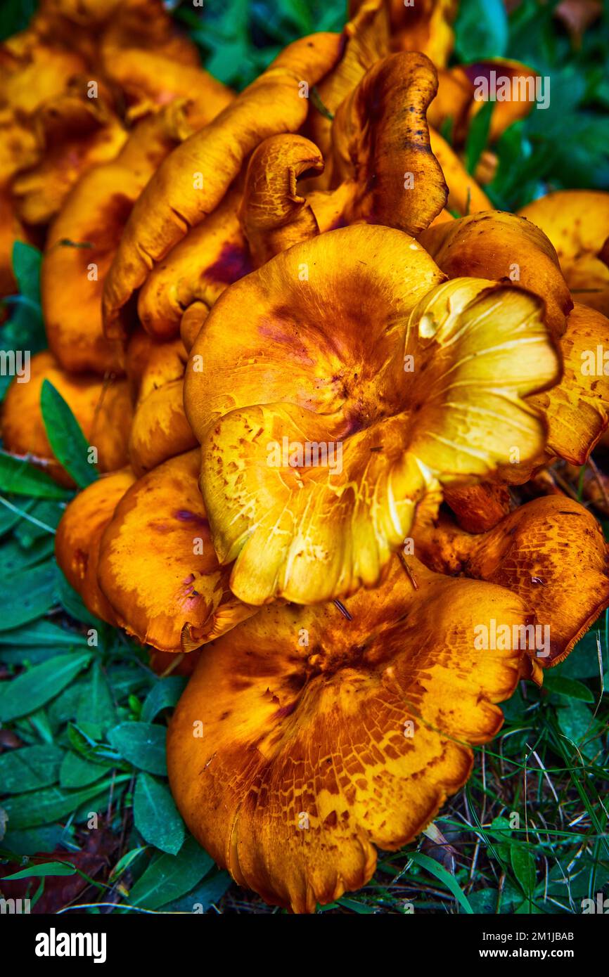 Detail of odd yellow mushroom fungi cluster Stock Photo - Alamy