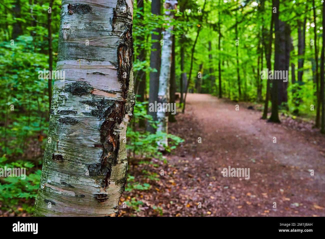 Soft hiking trail hi-res stock photography and images - Alamy