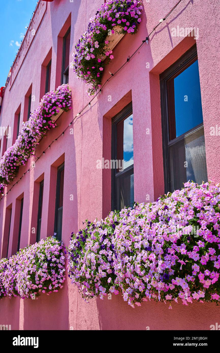 Wall covered in pink window box flowers in Bloomington Indiana Stock ...