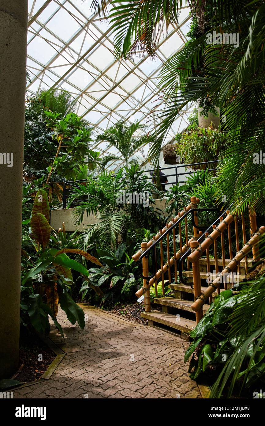 Rainforest botanical garden walking path with bamboo stairs Stock Photo ...