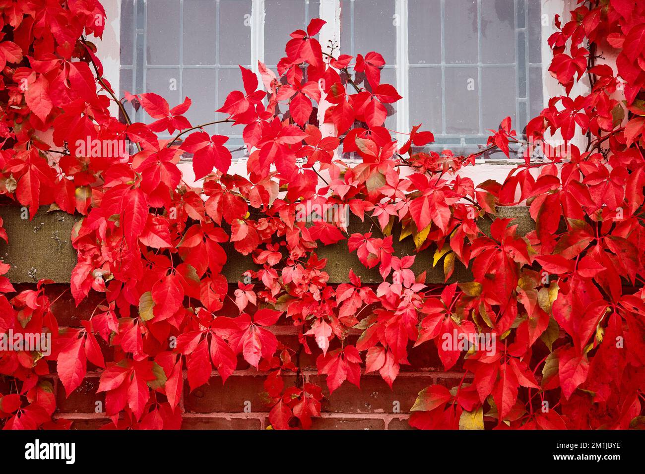 Detail of bright red vines growing outside window ledge with brick wall ...