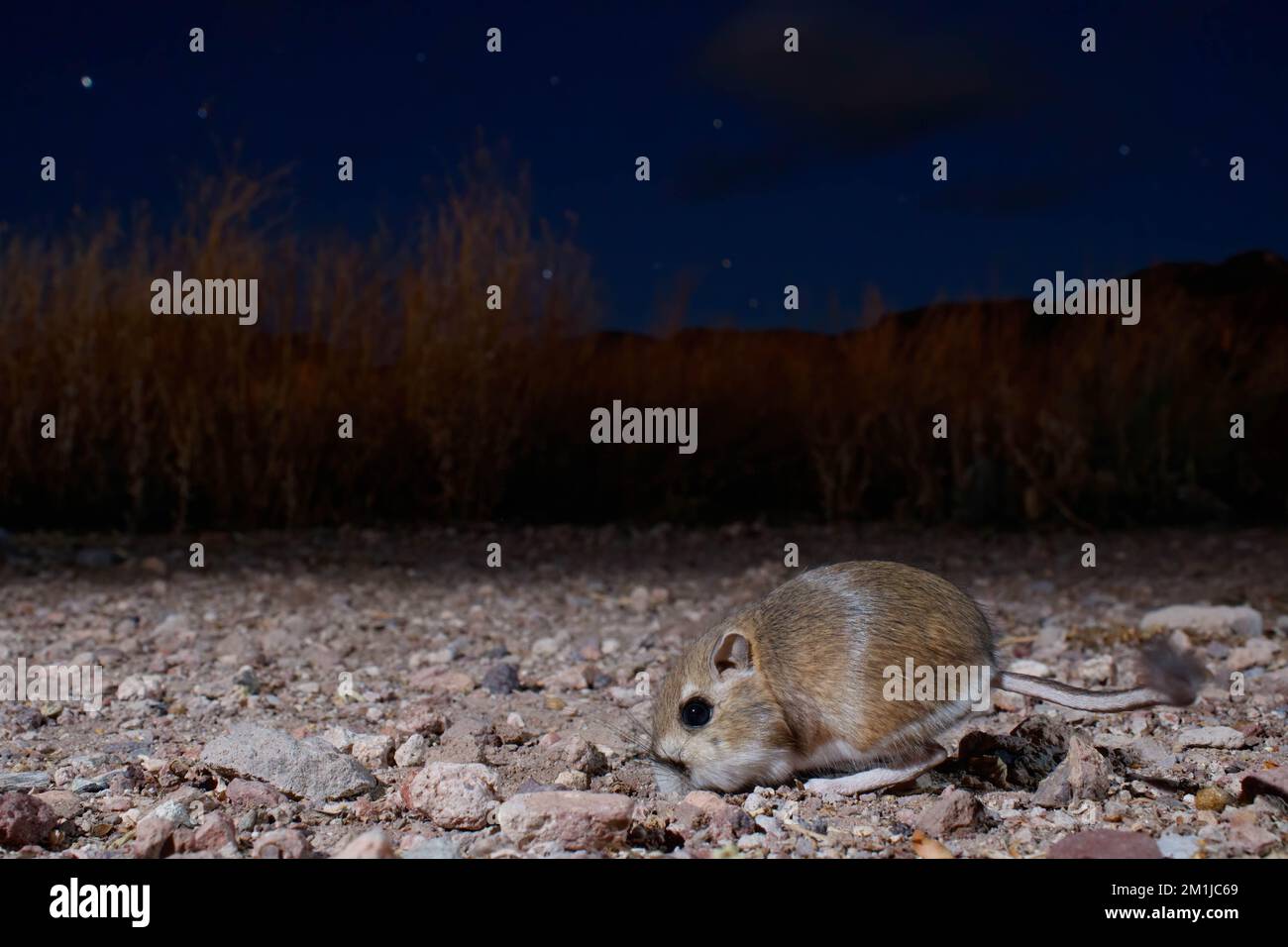 Merriam's Kangaroo Rat, Socorro county, New Mexico, USA Stock Photo - Alamy