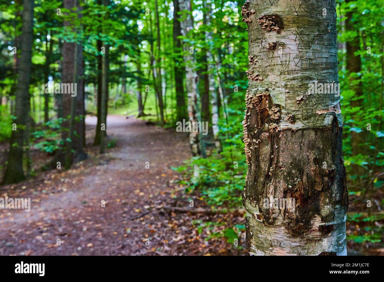 Tree bark in detail on tree with soft hiking trail into lush forest ...