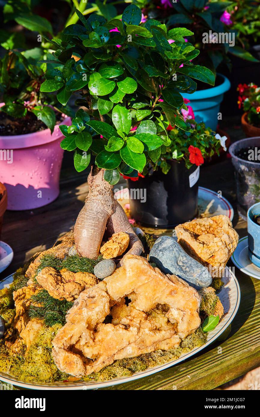 Open geodes decorating zen garden pot display Stock Photo - Alamy