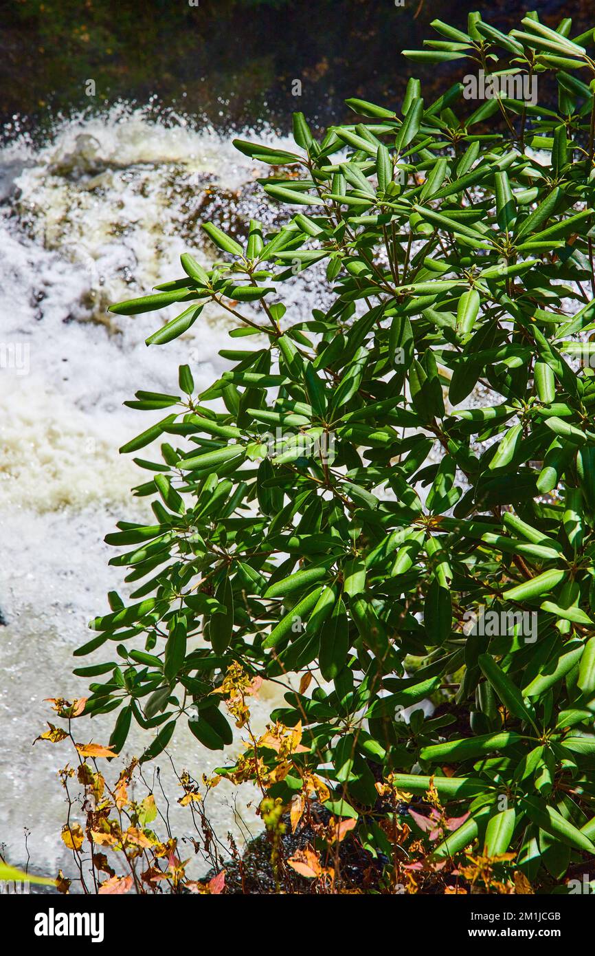Green plant leaves in detail with raging waters behind Stock Photo - Alamy