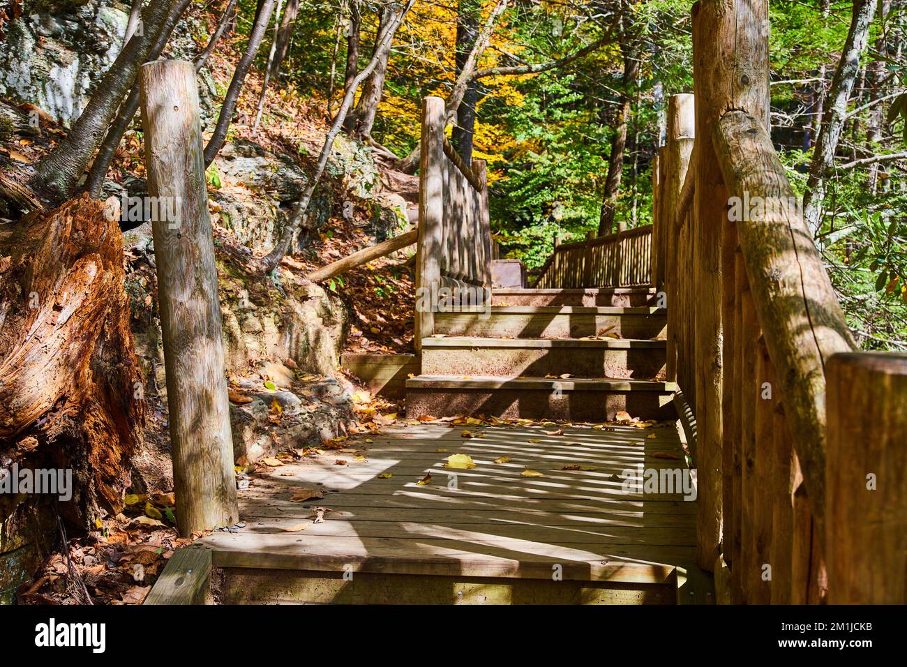 Wood boardwalk and railing steps leading up and into the woods along ...