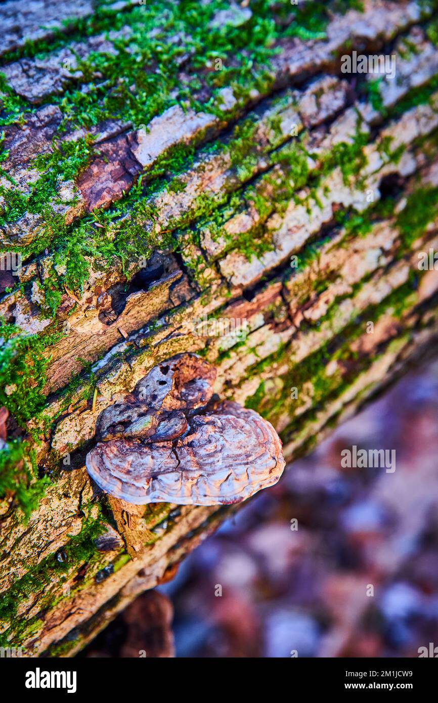 Tree log mossy detail with dark brown fungus shelf Stock Photo - Alamy