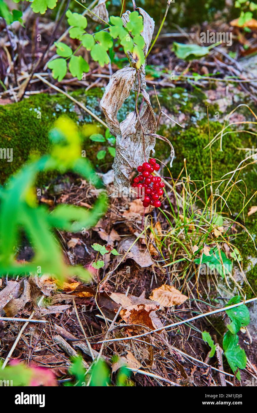 Detail of late fall red berries on forest ground along fall leaves and ...