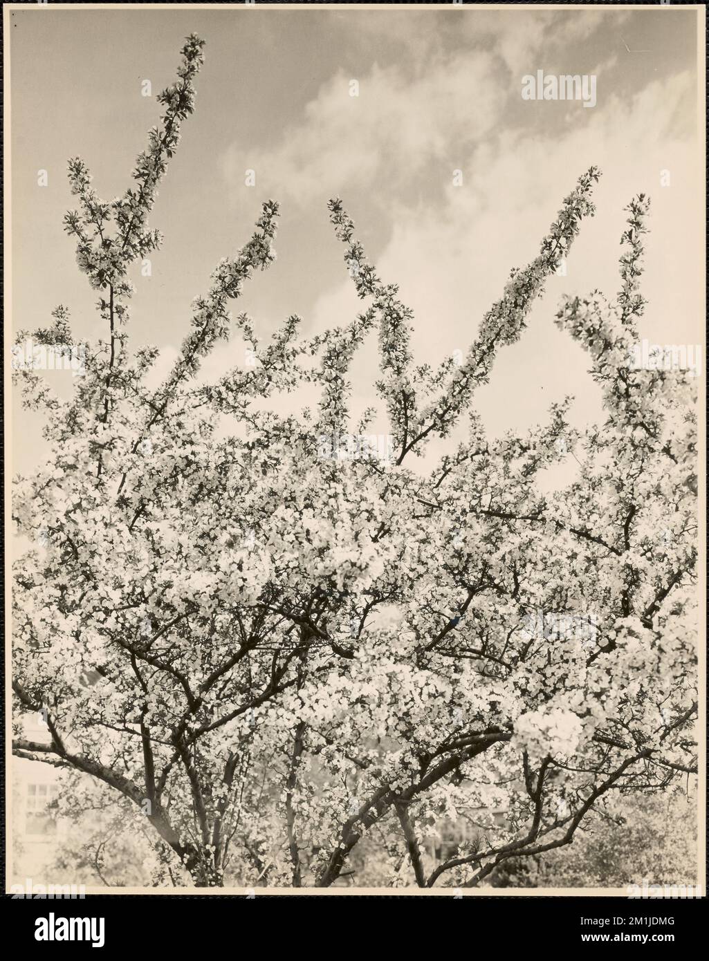 86 Arborway. Japanese cherry blossom , Cherry trees. Leon Abdalian ...