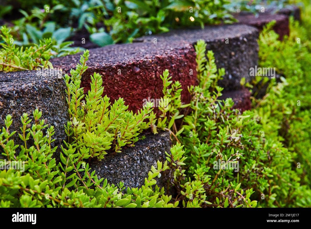 Succulents growing around garden pavers in detail Stock Photo - Alamy
