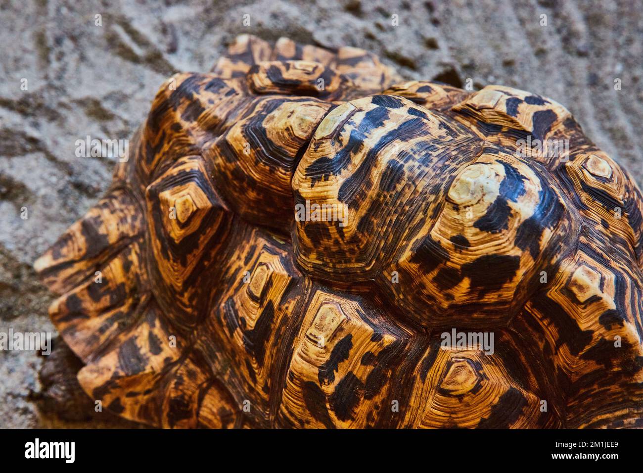 Brown leopard hi-res stock photography and images - Alamy
