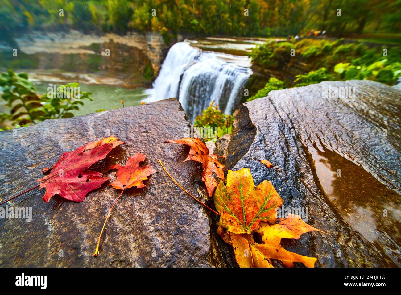 Goldenseal goldenseal leaves herb hi-res stock photography and images - Alamy