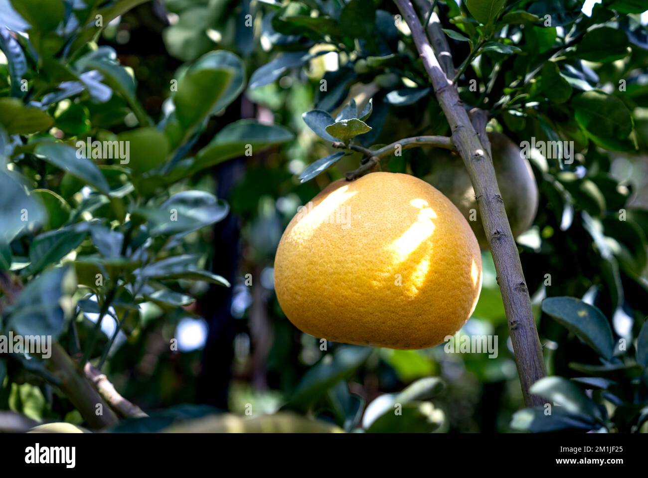 Ripe pomelo fruit hang on the tree in the citrus garden. it gives luck ...