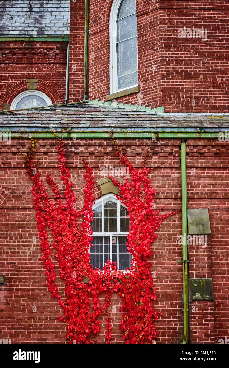 Straight on brick church building with bright red vines grown on wall ...