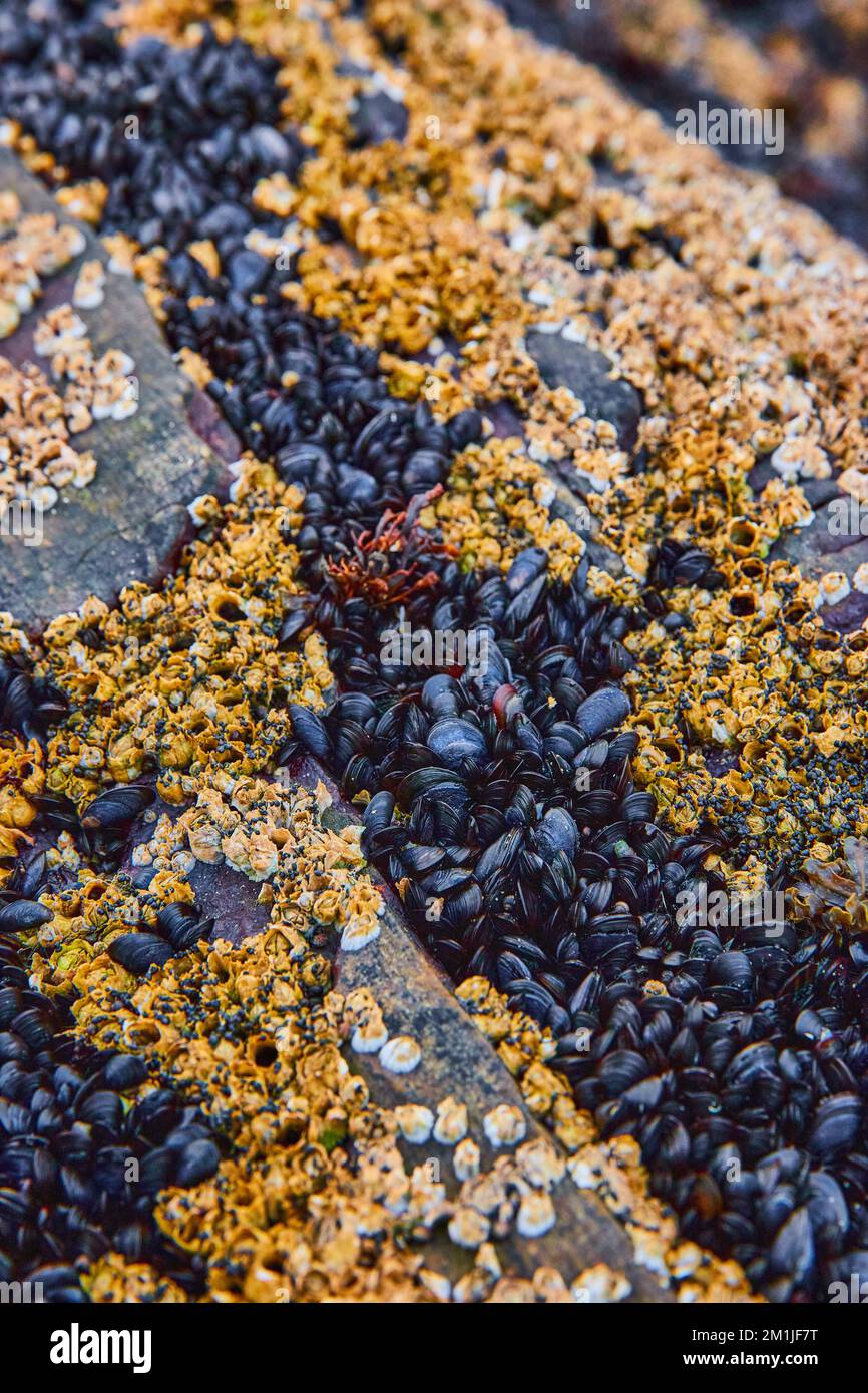 Detail of rocks on low tide covered in hundreds of tiny mollusks and ...