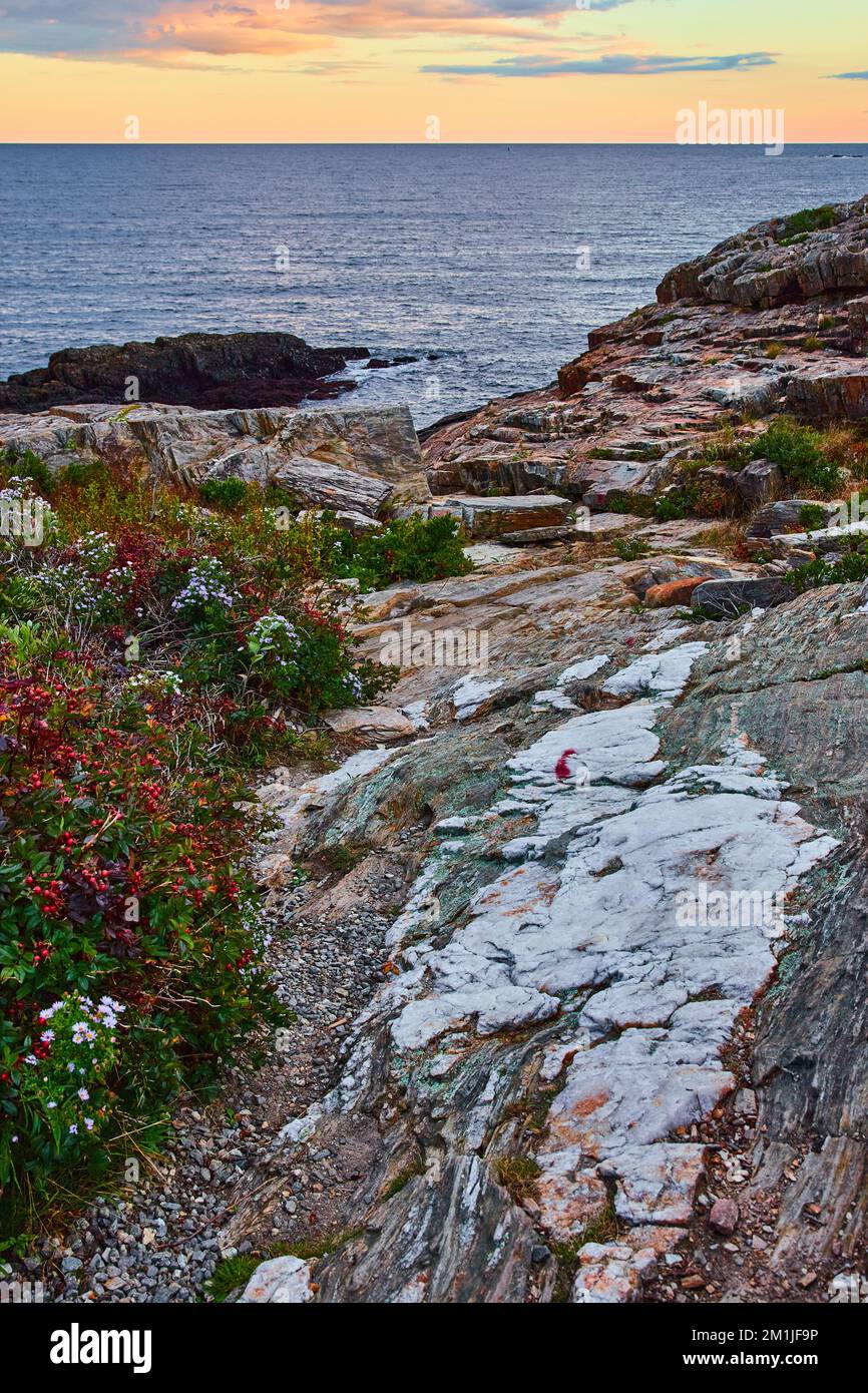 Simple hiking trail through flowers and rocky coast of Maine with views ...
