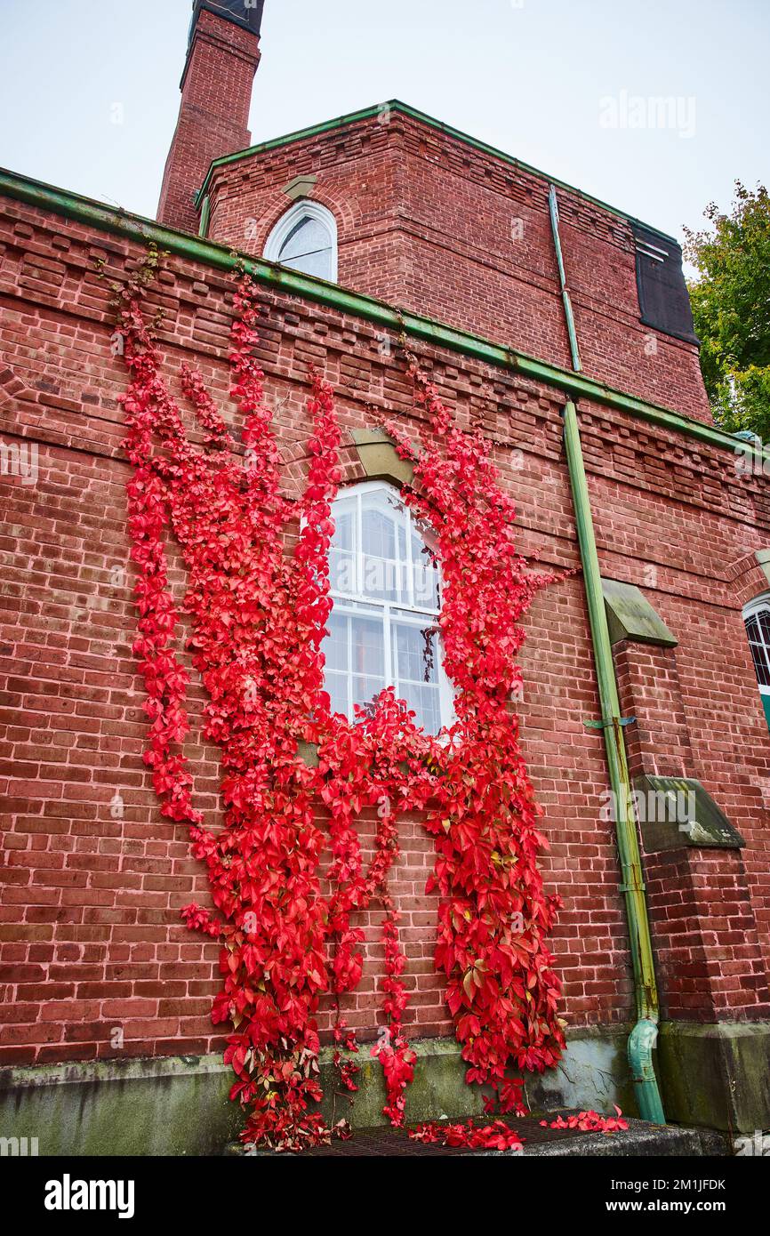 Red vines grow around single window of brick wall exterior church in ...