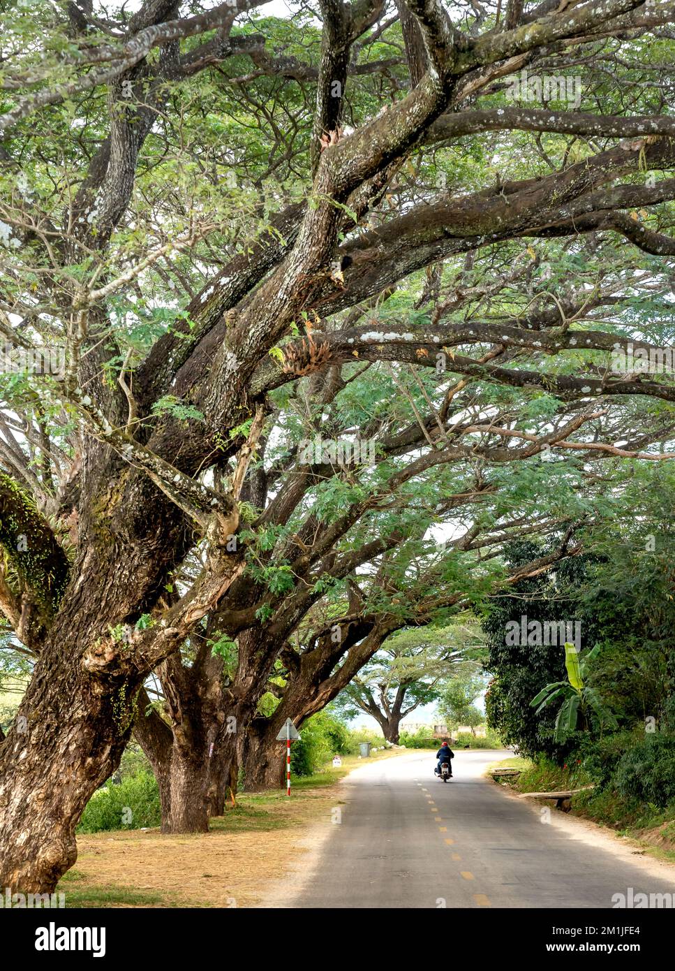 Sun light passing through leaves hi-res stock photography and images ...